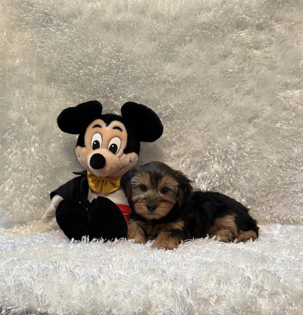 Small Toy Puppies for Sale Nebraska